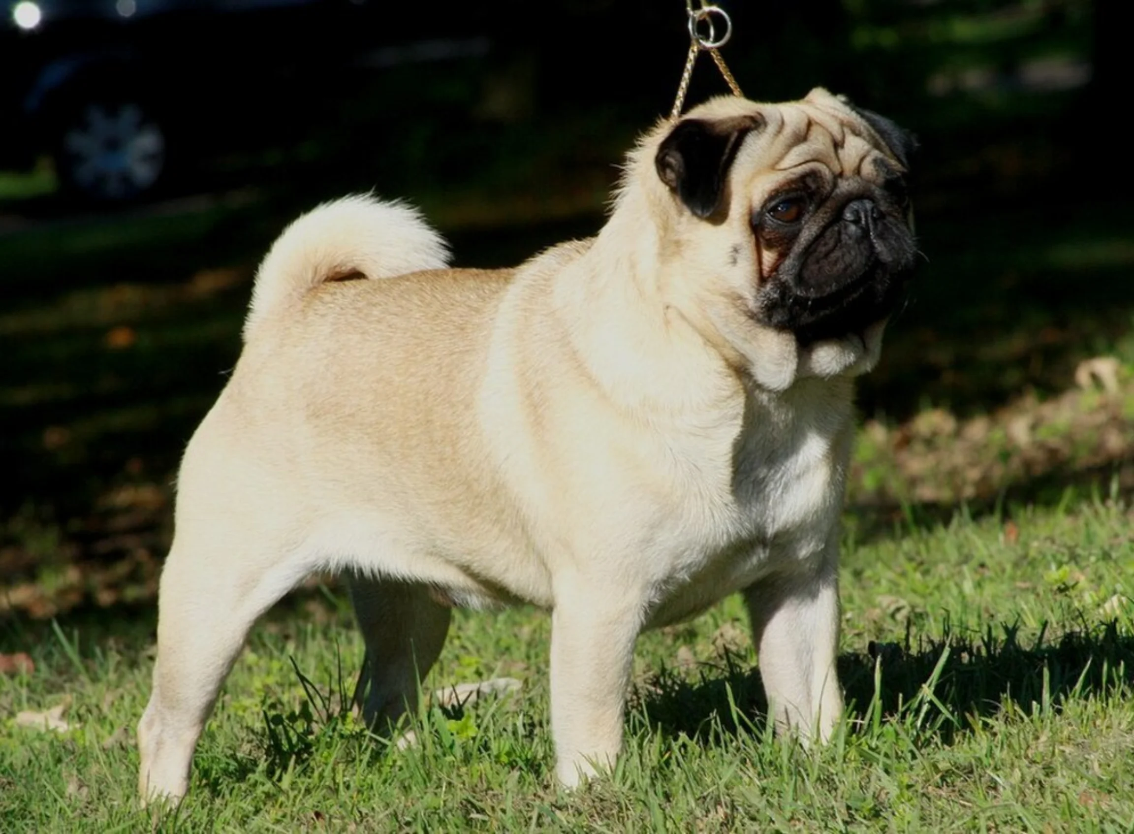 Ancient Breeding Practices of Pugs in China - Pugs Beauty